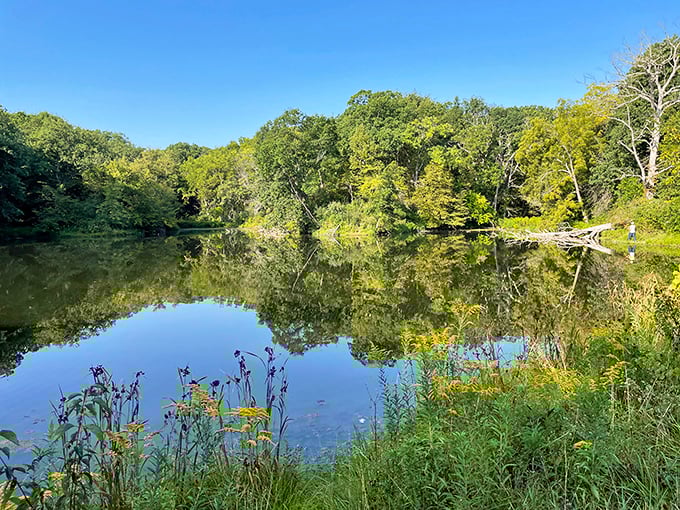 Splash of green! Jubilee College State Park's swimming dock beckons on hot summer days, promising cool relief under endless blue skies.