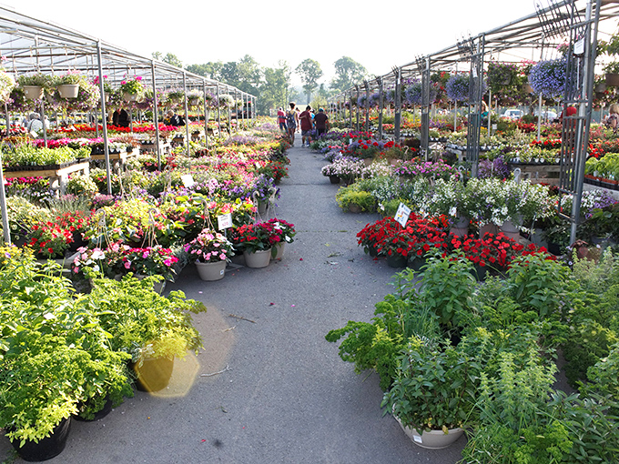 Garden dreams bloom here! Rice's Market flower section explodes with color, turning plant shopping into a sensory celebration.