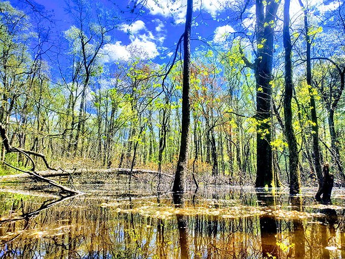Swamp reflections turn ordinary trees into a Monet painting. No museum admission required for this masterpiece.