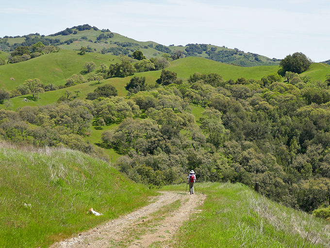 Oak-dotted valleys create perfect picnic spots where the only traffic jam involves wandering deer.