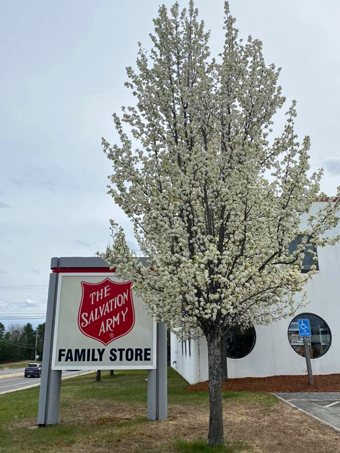 Spring blossoms frame the Salvation Army sign, a seasonal reminder that thrift store inventory blooms with fresh finds daily.