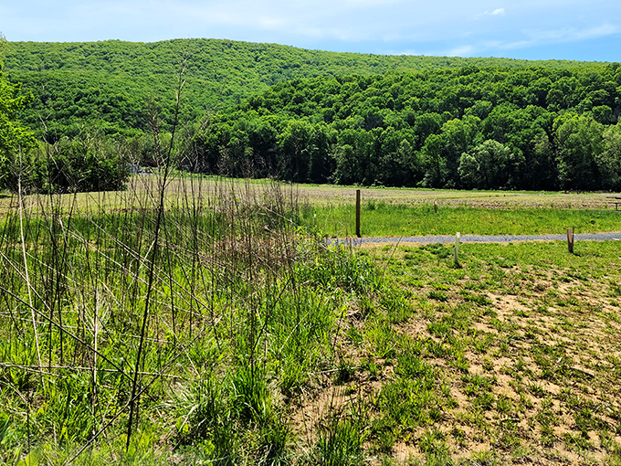 The Shenandoah Valley unfolds like nature's quilt, stitched together with green fields and blue mountain shadows.