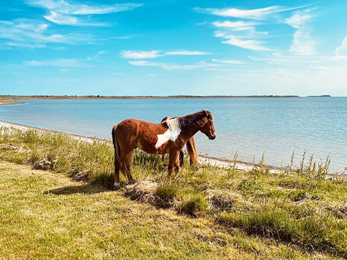Wild horses roaming free by the shoreline&mdash;nature's way of reminding us that some of life's most magical moments can't be scheduled or reserved.