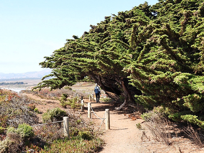 The Bluff Trail: where wind-sculpted pines create natural archways, inviting hikers into what feels like a California version of Middle-earth.