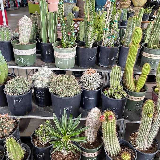 Desert gardening made easy! These prickly personalities are ready to bring Southwestern charm to your home without demanding much water in return.