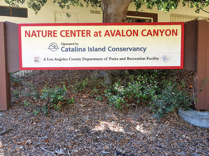 The Nature Center at Avalon Canyon serves as gateway to Catalina's wild side, where hiking trails and endemic species await just steps from civilization.