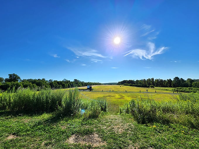 Under the vast open sky of Cherry Springs State Park, nature provides the ultimate IMAX experience—no ticket required, just a willingness to look up and be amazed.