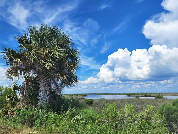 Florida's wild side remains gloriously intact along the marshy edges near Fort Island, where palm trees stand sentinel over coastal wetlands.