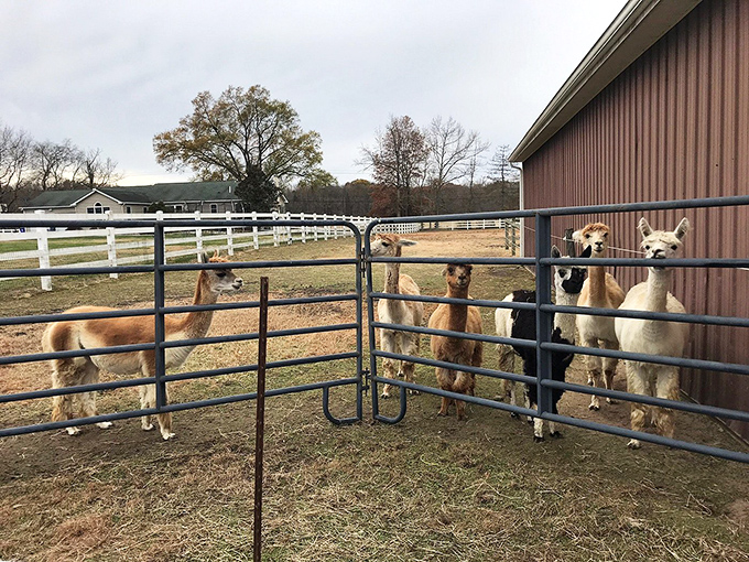 "Excuse me, do you have an appointment?" The welcoming committee at Hill Billy Hills Alpaca Farm offers the fluffiest greetings in Delaware.