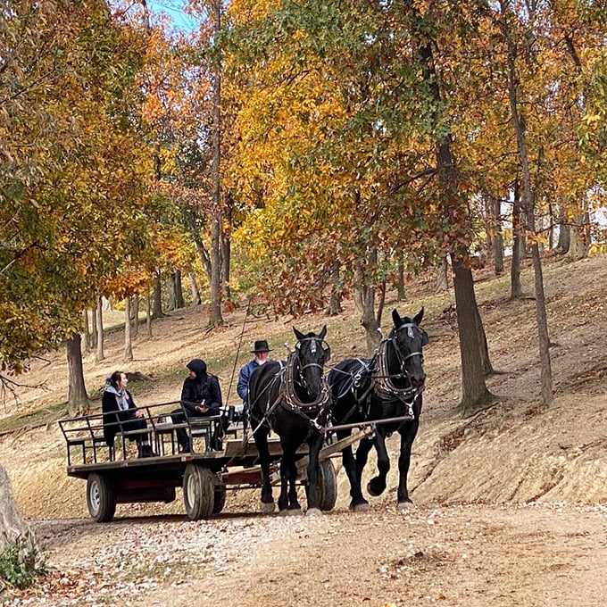 Fall in Amish Country brings nature's best color show, while horse-drawn wagons offer the original eco-friendly tour experience—zero emissions, unless you count what happens behind the horses.