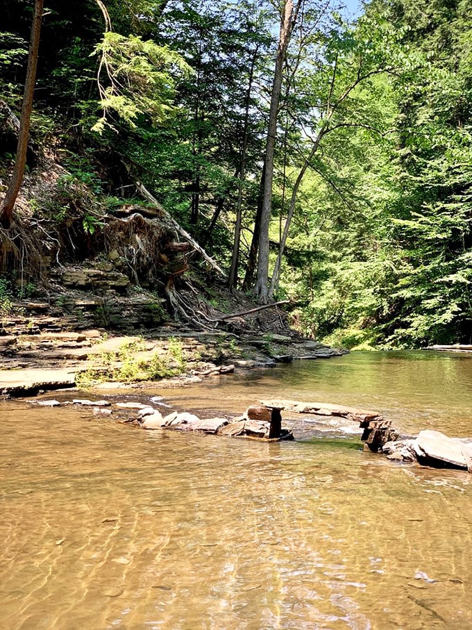 Shallow waters invite summer splashing while ancient trees stand guard. This natural playground has been cooling off overheated Pennsylvanians for generations.