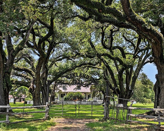 Oak trees standing guard for centuries, this plantation entrance whispers tales of the past through its moss-draped branches.
