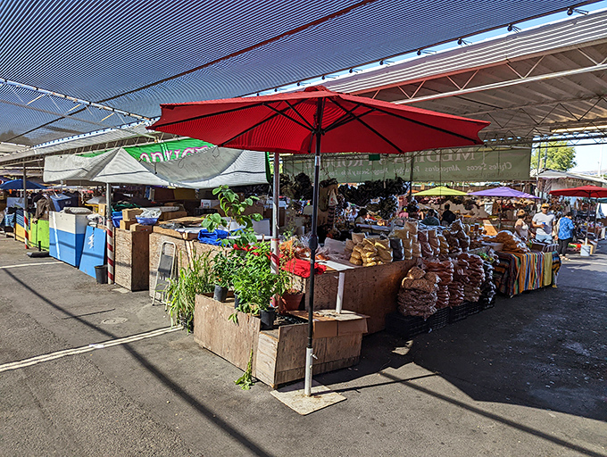 A splash of color under the California sun, where produce vendors create edible rainbows beneath cheerful red umbrellas.
