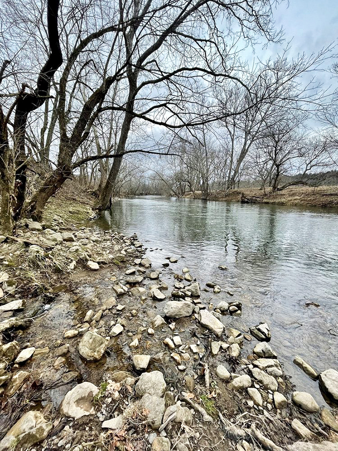 The Shenandoah River flows with the unhurried confidence of someone who knows they're absolutely stunning.