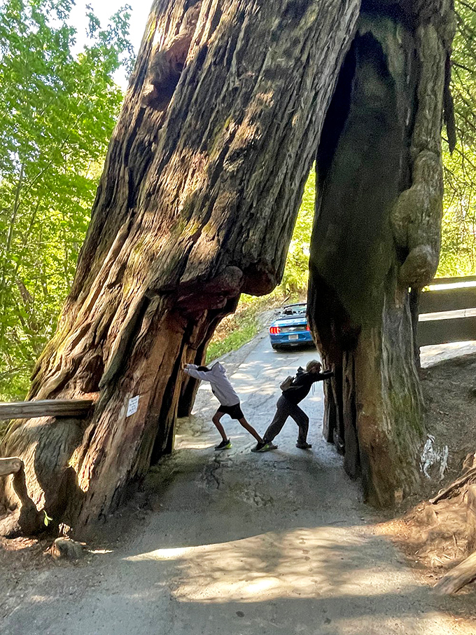 Drive-through restaurants have nothing on drive-through trees - now that's what I call fast food forestry.