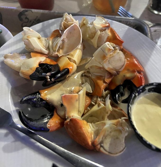 Stone crab claws arrive like treasures from the deep, their sweet meat waiting to be dipped in that signature mustard sauce.