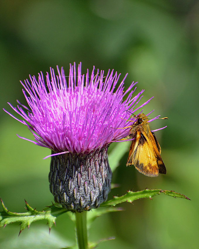 This vibrant thistle bloom hosts a hungry butterfly visitor, showcasing nature's perfect symbiotic relationship in a single purple-hued snapshot.