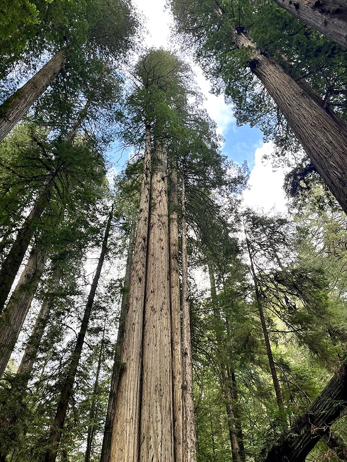 Looking up at these ancient giants is like watching the world's slowest parade of titans. They've been standing tall since before Columbus got lost.