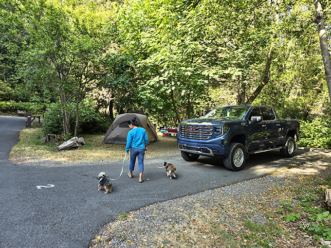 These ancient trees have been perfecting their shade game longer than most civilizations have existed.