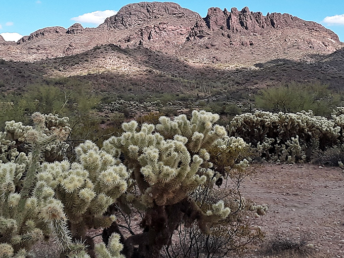 Nature's masterpiece on display: cholla cacti catch the golden light while Vulture Peak commands the horizon&mdash;no admission fee required for this spectacular show.