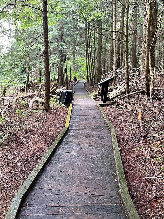 Walking this boardwalk through towering hemlocks feels like stepping into a Tolkien novel, minus the orcs and with significantly better bathroom facilities.