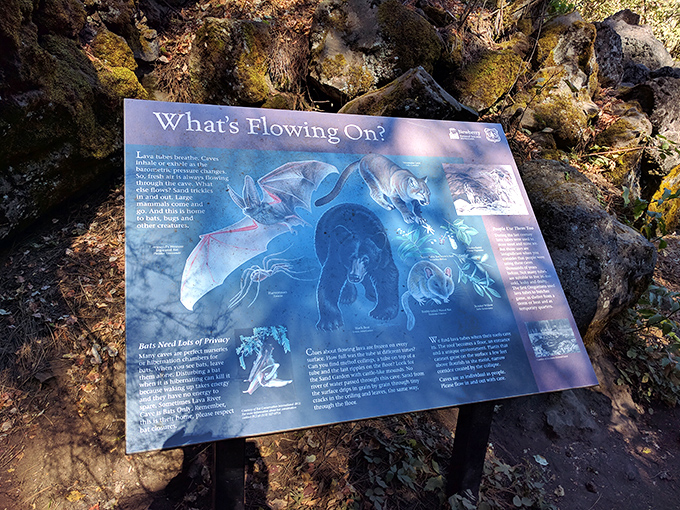 "What's Flowing On?" &ndash; educational signage reveals the cave's hidden residents. From bats to tiny invertebrates, this underground world hosts a surprising ecosystem that thrives in darkness.