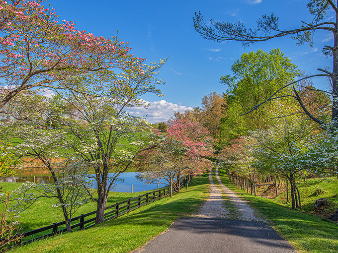 Spring in Virginia isn't just a season, it's a masterpiece. This dogwood-lined country lane could make even the most dedicated city dweller contemplate rural real estate.