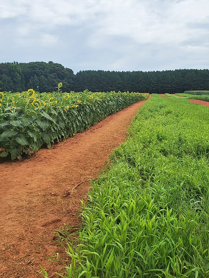 Nature's red carpet experience. The rustic dirt path invites visitors to stroll between towering green stalks and nodding yellow heads.