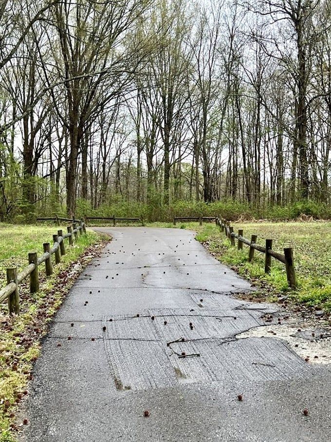 A path less traveled that whispers, "No crowds here!" The cracked pavement tells stories of seasons past and promises adventures ahead.