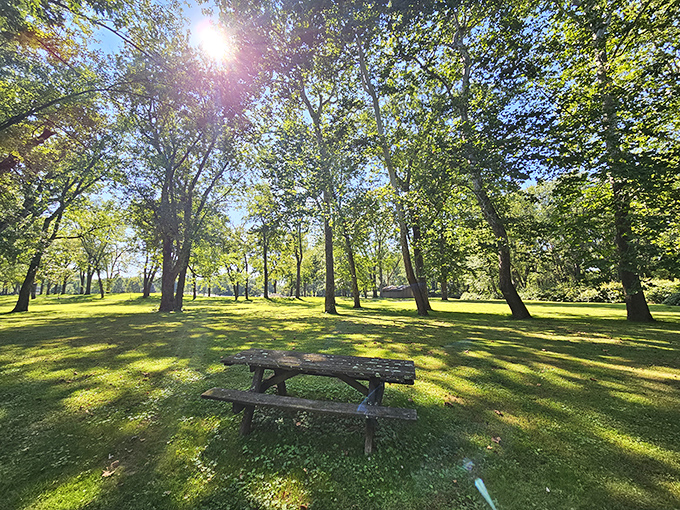 Dappled sunlight playing through the leaves creates nature's most perfect picnic spot. That wooden table has heard countless family stories.