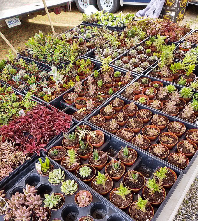 Succulent heaven for plant parents! These tiny potted wonders require minimal commitment but deliver maximum windowsill satisfaction.