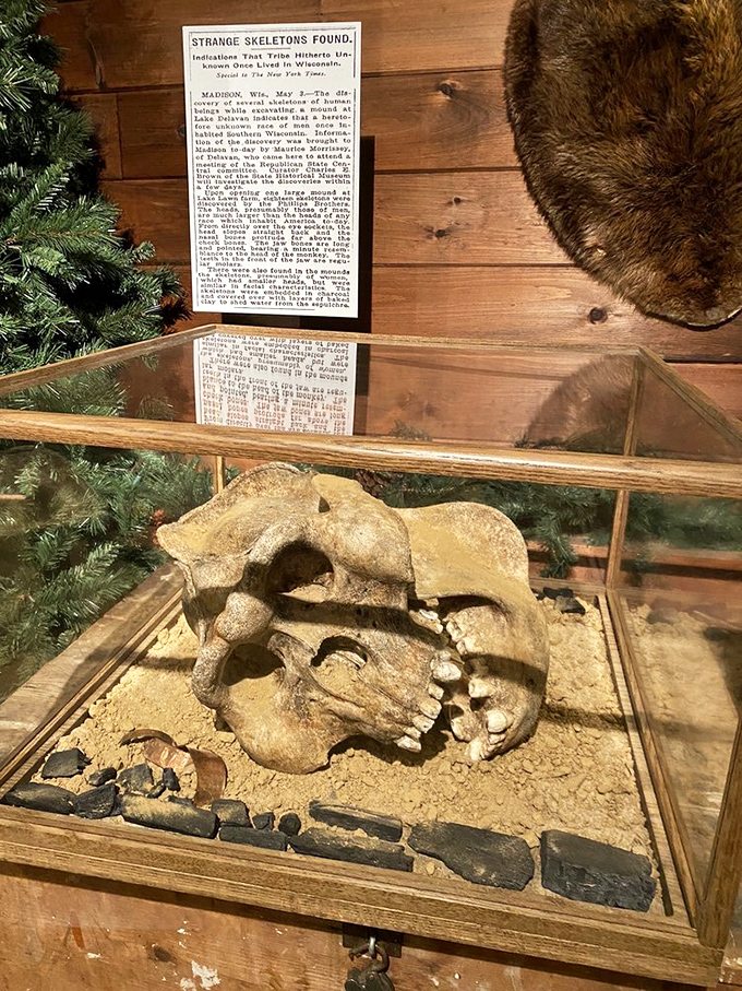 Ancient mysteries abound in this display featuring what's presented as unusual skeletal remains, inviting visitors to question what might lurk in our forests.