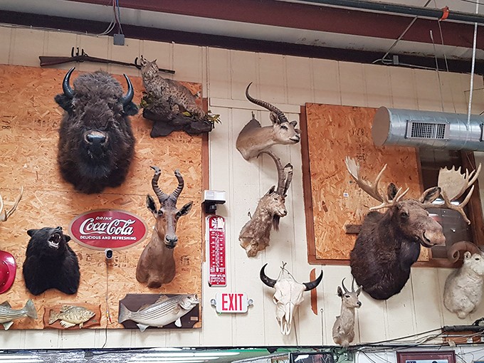 Wildlife meets decor in this taxidermy display. Nothing says "Tennessee mountain charm" quite like a buffalo head watching over your Coca-Cola memorabilia.