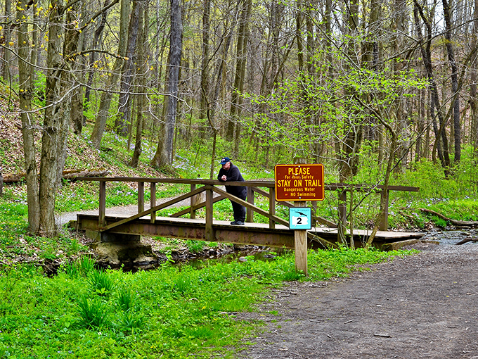 Even the simplest wooden footbridge becomes a gateway to adventure when surrounded by spring's first blush of green.