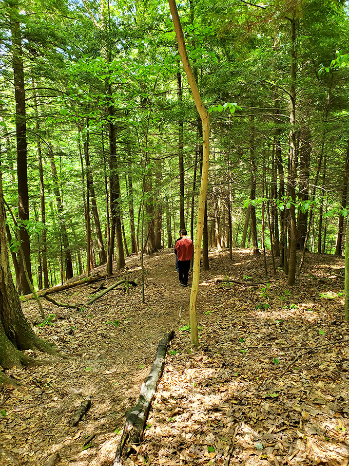 Winding forest trails beckon adventurers of all skill levels. This hiker in red seems to have found his own slice of woodland serenity.
