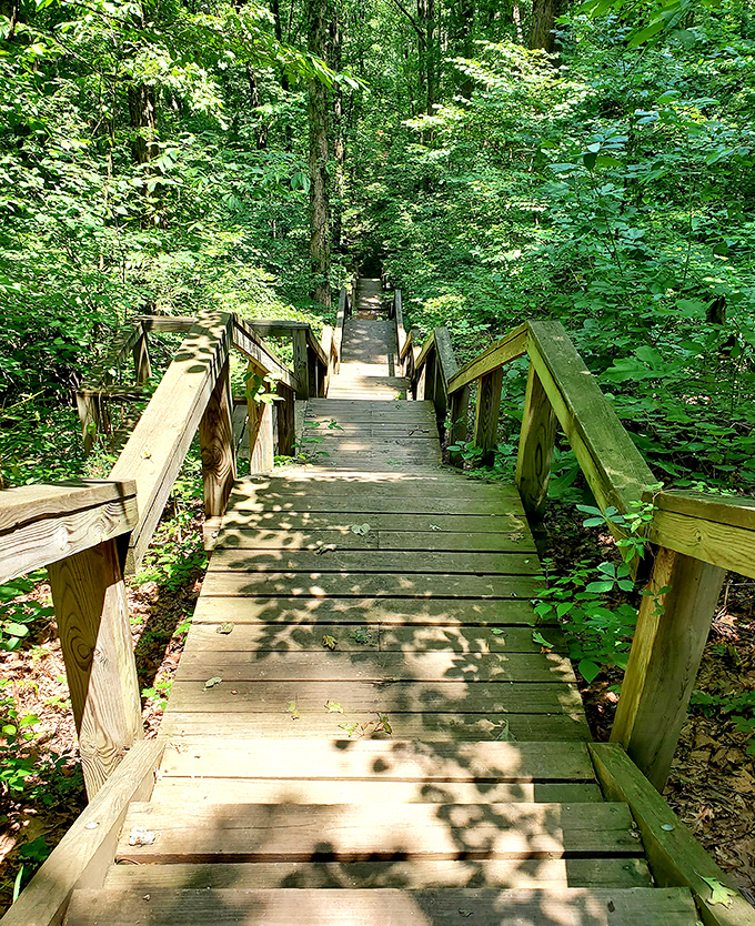 These wooden steps descend into a cathedral of greenery, proving that Mother Nature designed the original stairway to heaven&mdash;and it has handrails!