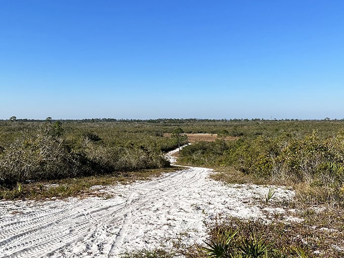 The road less traveled leads to sandy adventures. Catfish Creek Preserve's white trails look like they're straight from a dream!