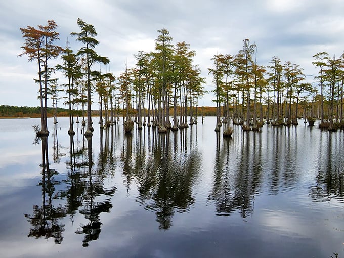 Goodale's cypress trees look like they're having a standing meeting that's lasted for centuries.