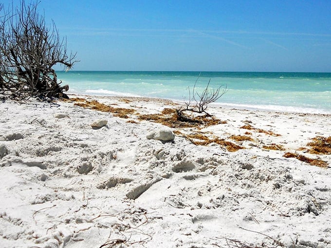 Honeymoon Island lives up to its romantic name with powder-soft sand that feels like walking on warm silk.