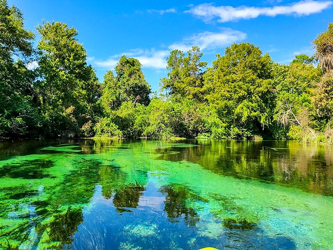 Weeki Wachee's legendary blue depths hide underwater caves and, yes, the occasional performing mermaid. Florida at its quirkiest!