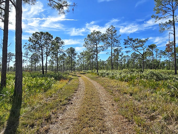 Pine sentinels standing guard over Florida's ancient scrubland. This trail at Catfish Creek Preserve invites endless exploration.