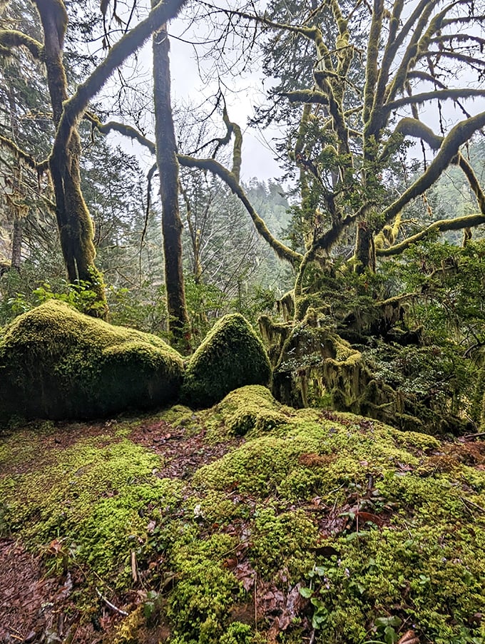 Ancient forest cathedral where sunlight filters through towering trees like nature's own stained glass.