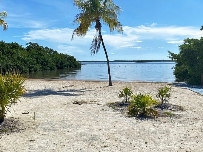 A beach where palm trees stand guard and the real treasures hide beneath the water's surface. Florida's coral kingdom awaits.