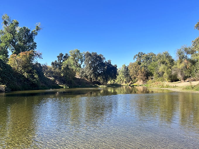 Massive valley oaks spread their branches like natural umbrellas, offering shade older than your great-grandparents.