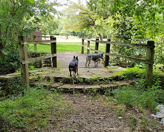 Dogs lead the way across this rustic bridge at Tippecanoe River State Park. Best tour guides in Indiana!