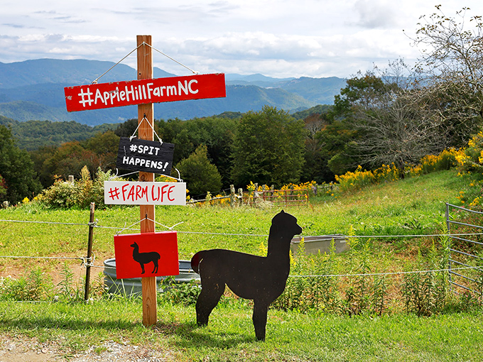 At Apple Hill Farm, even the alpacas have social media accounts. The view behind those hashtags would make any influencer trade their ring light for farm life.