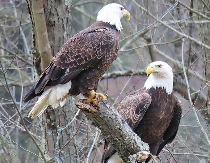 Nature's ultimate power couple, surveying their kingdom. Nothing says "you're in real America" quite like spotting bald eagles who look like they're judging your life choices.