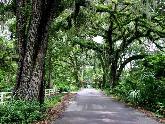 Nature's cathedral&mdash;these oak-lined streets create the kind of leafy tunnel that makes even the most jaded city-dweller slow down and breathe deeper.