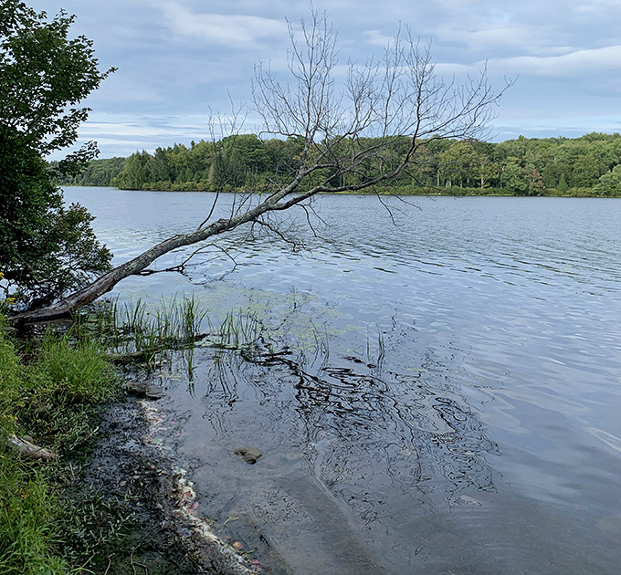 Nature's version of "testing the waters." This fallen tree seems to have found the perfect spot for an eternal afternoon dip.