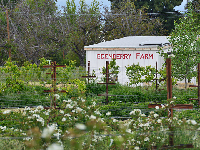 At Edenberry Farm, wildflowers and vegetables grow with equal enthusiasm, proving that Eden might actually be a garden in Lake County.